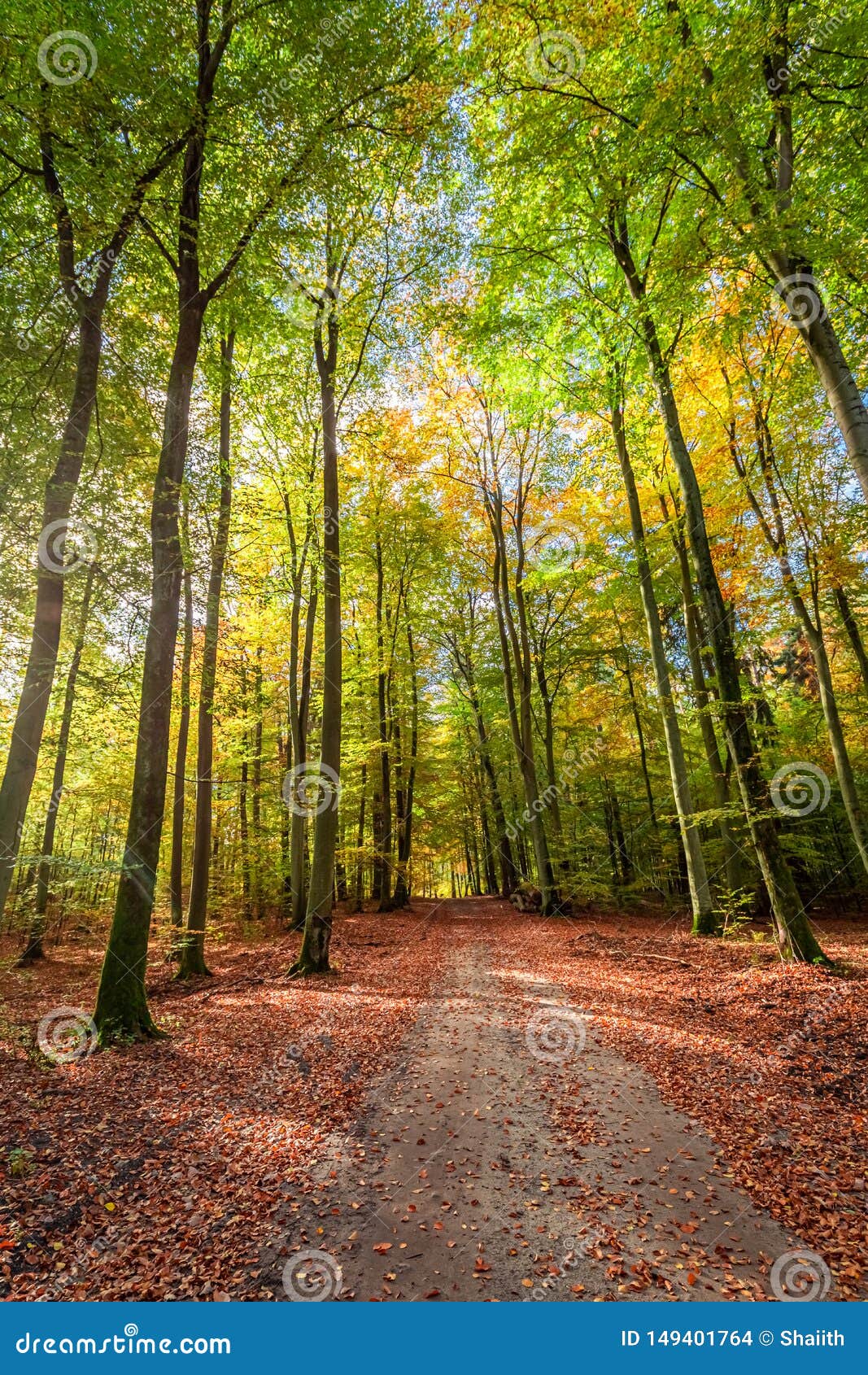 Green and Gold Path in the Forest, Poland Stock Photo - Image of leaves ...