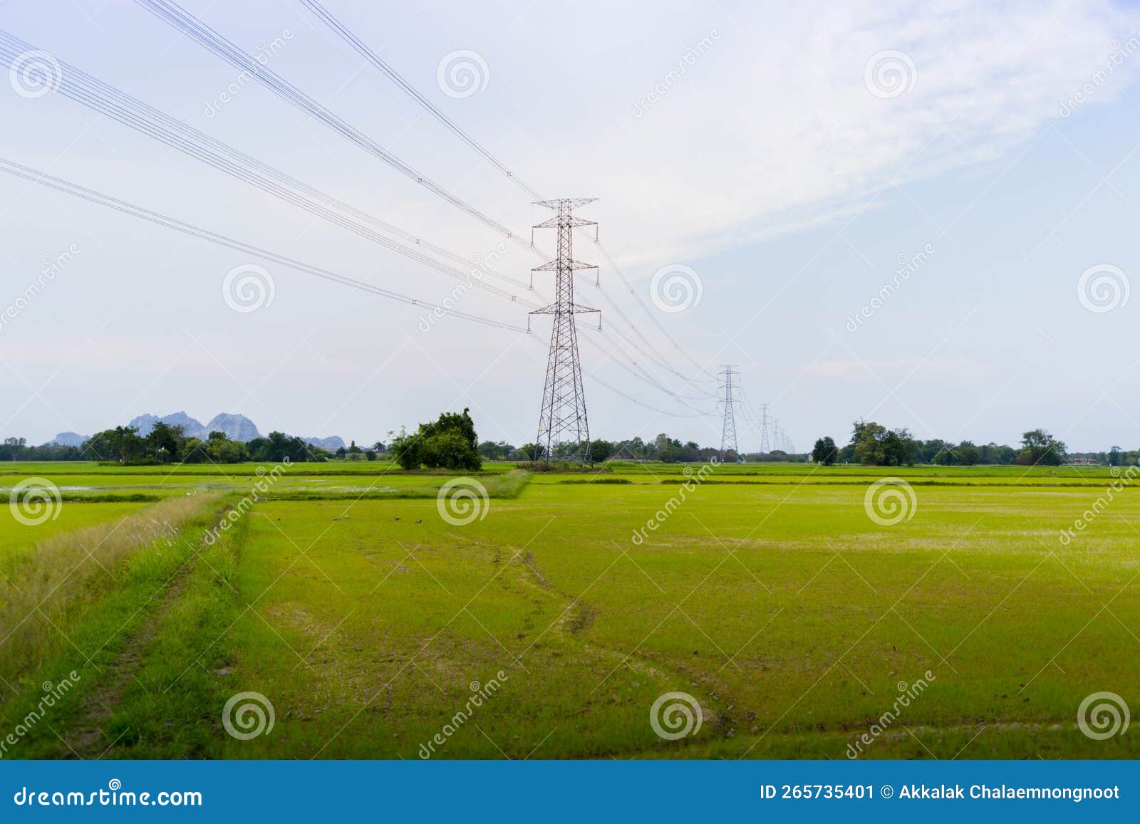 Green and Gold Rice Fields with High Voltage Tower Background Stock ...