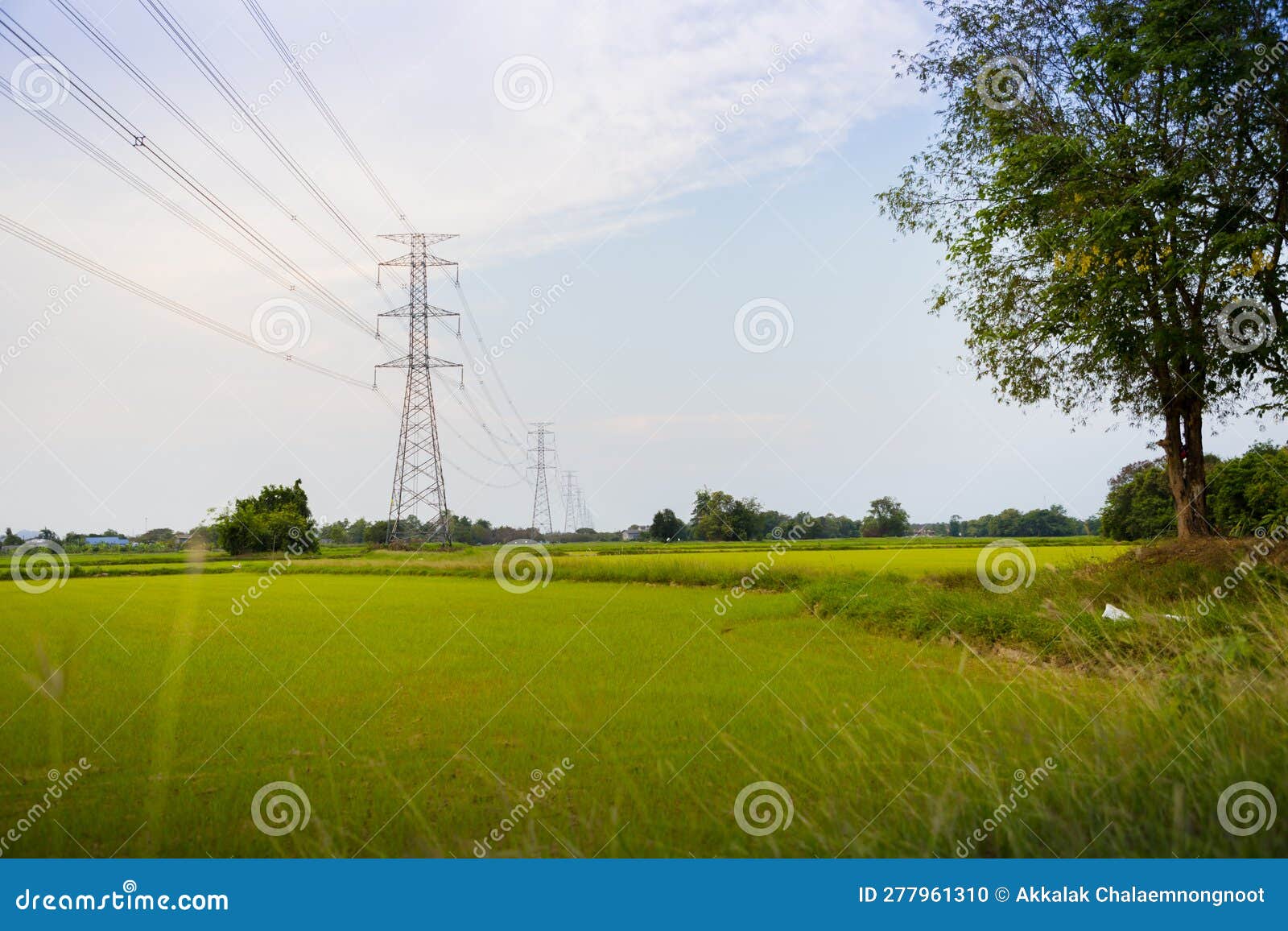 Green and Gold Rice Fields with High Voltage Tower Background Stock ...
