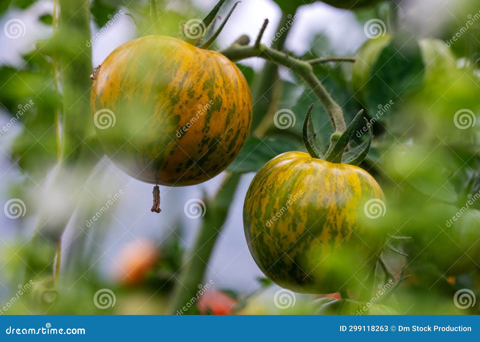 Green gold zebra tomatoes stock image. Image of cultivation - 299118263