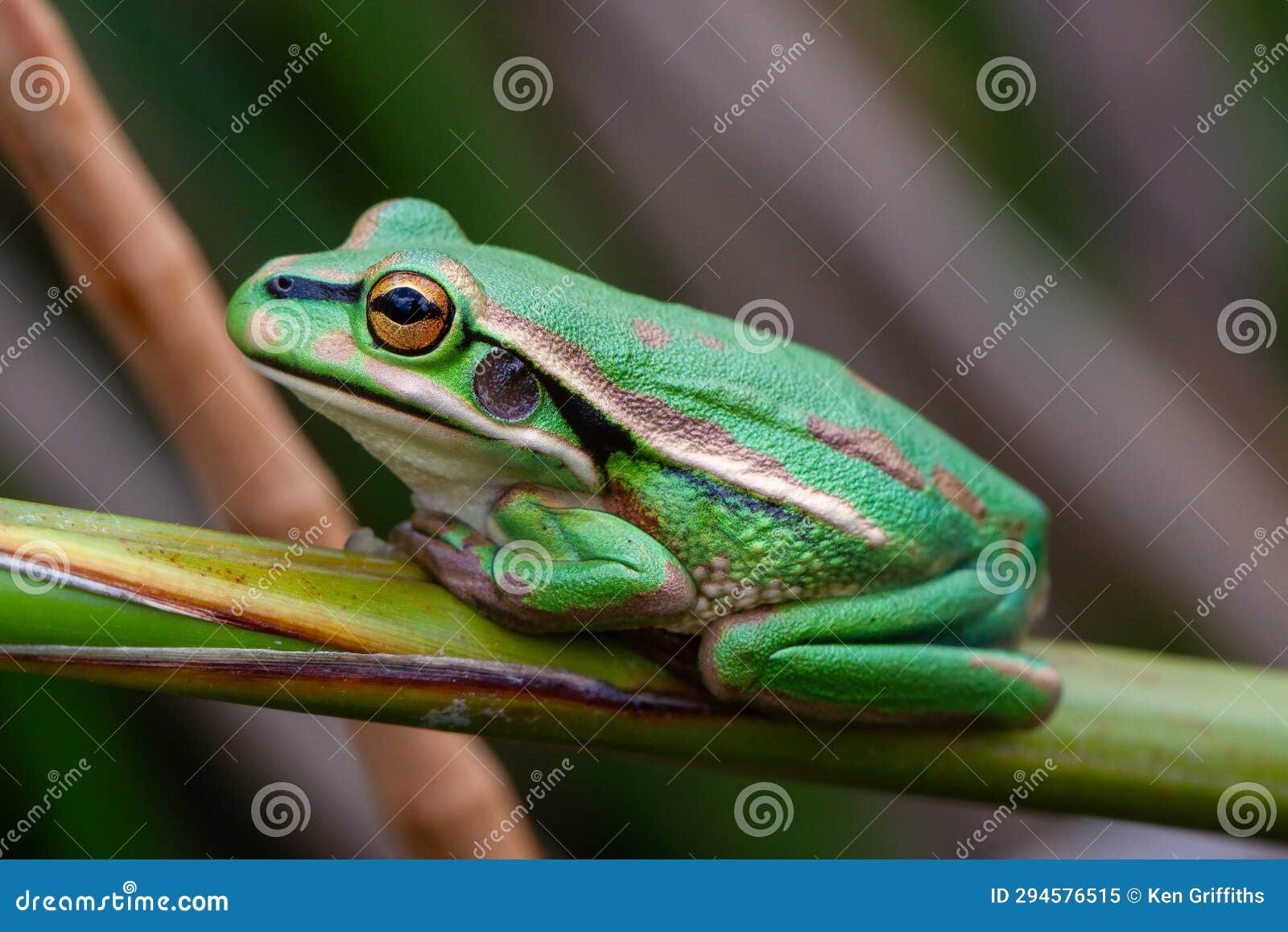 Green and Golden Bell Frog stock image. Image of frog - 294576515