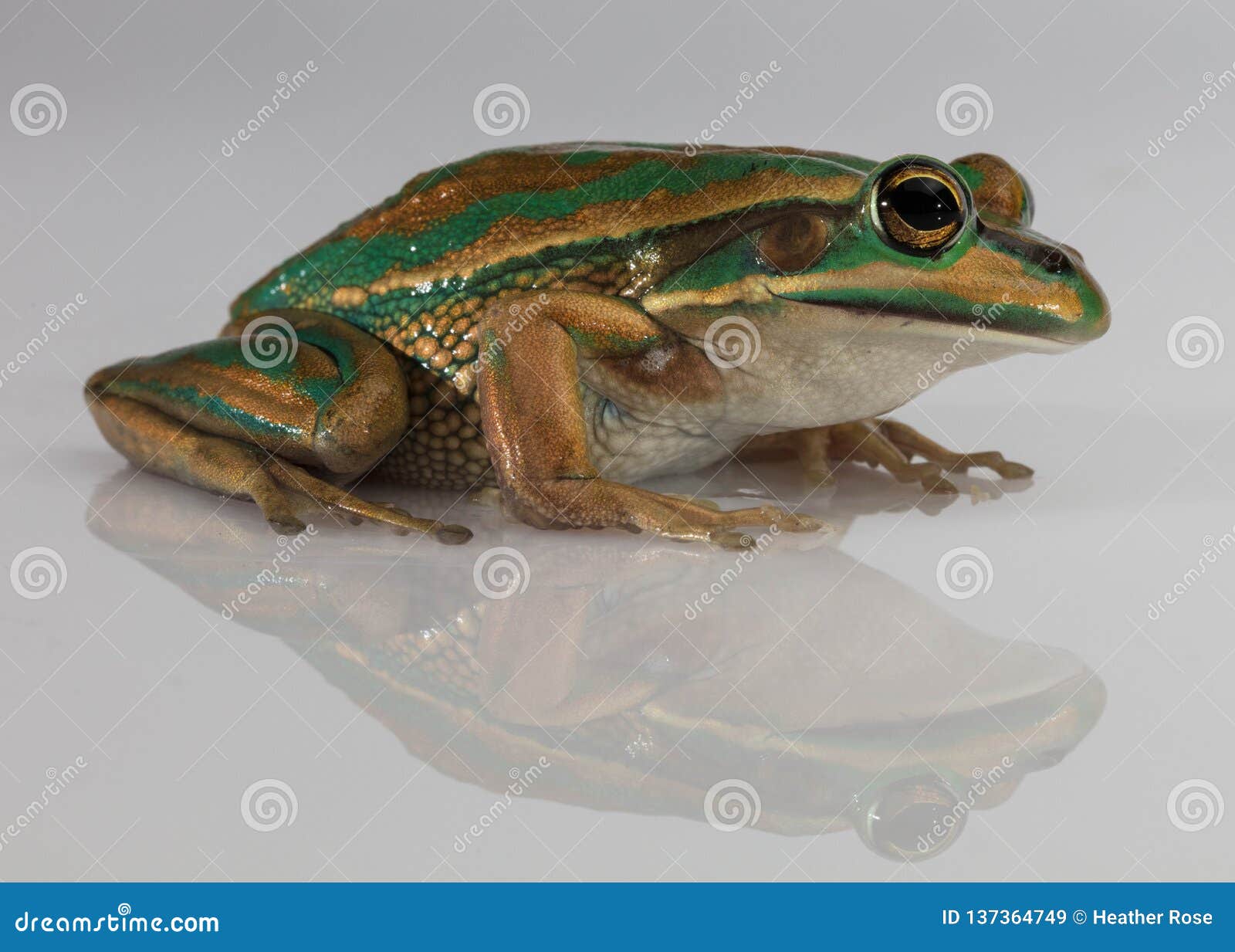 Green and Golden Bell Frog with Reflection and Copy Space Stock Image ...