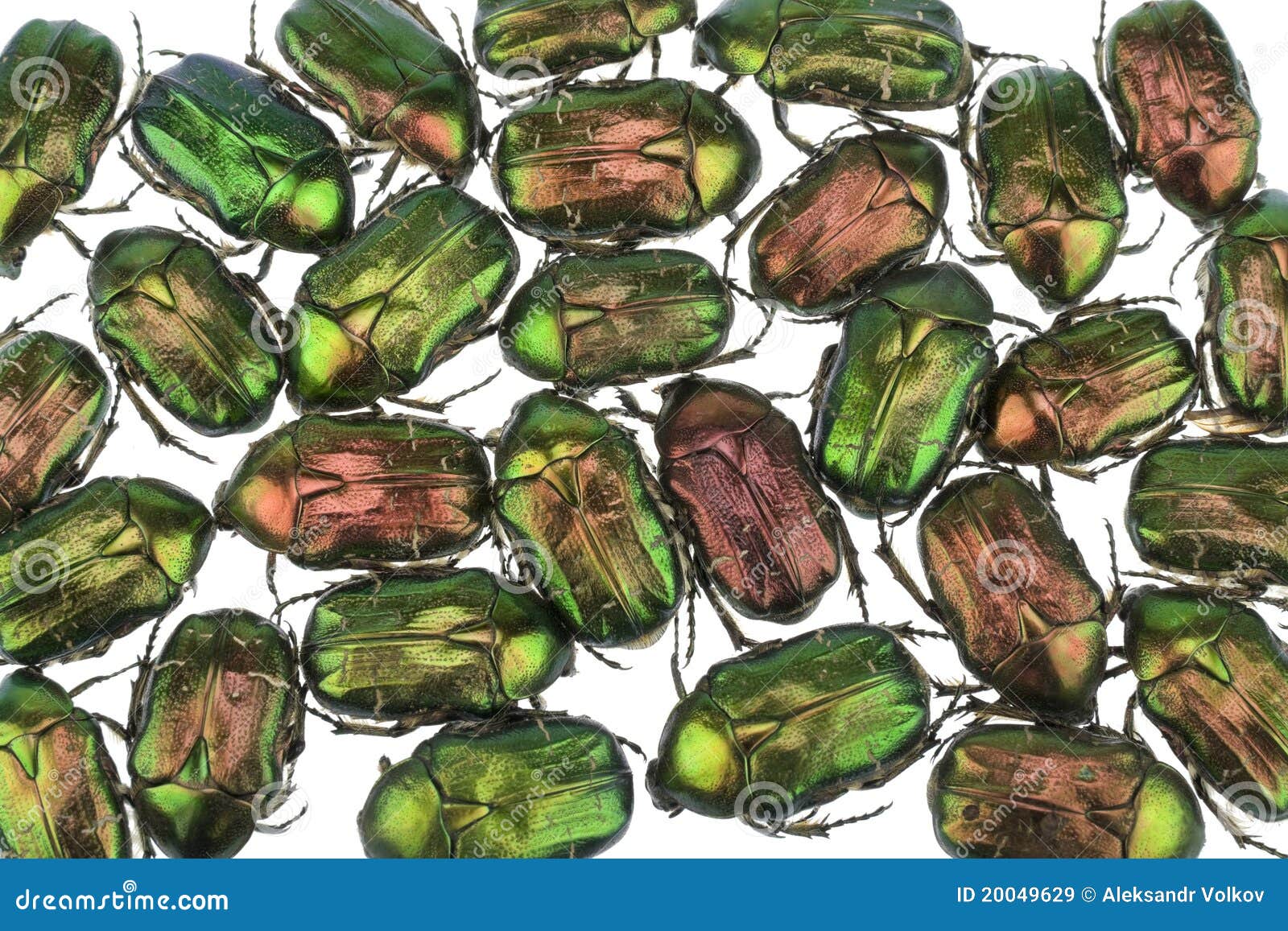 Green Golden Bugs Background Stock Image - Image of yellow, blue: 20049629