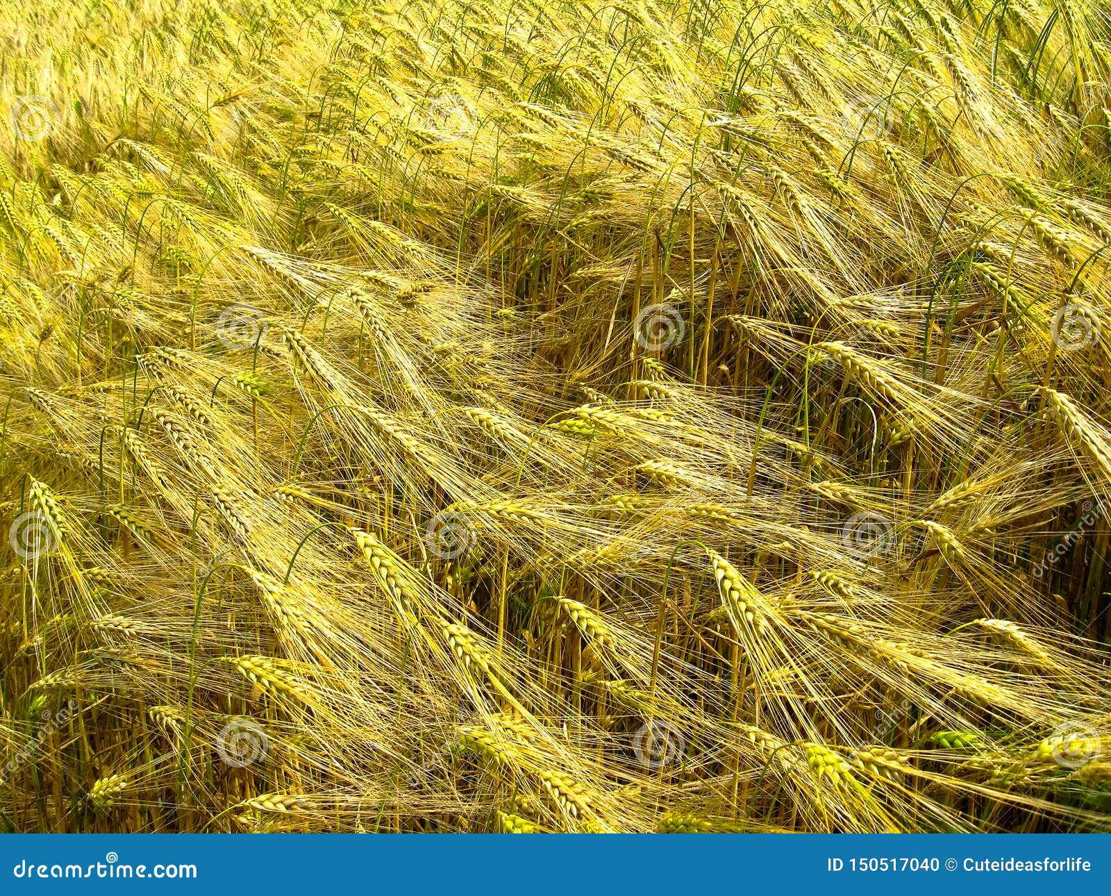 Green and Golden Sprouts and Stems of Grain Wheat Stock Photo - Image ...