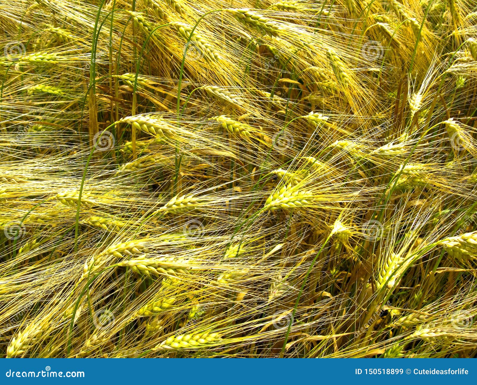 Green and Golden Sprouts and Stems of Grain Wheat Stock Image - Image ...