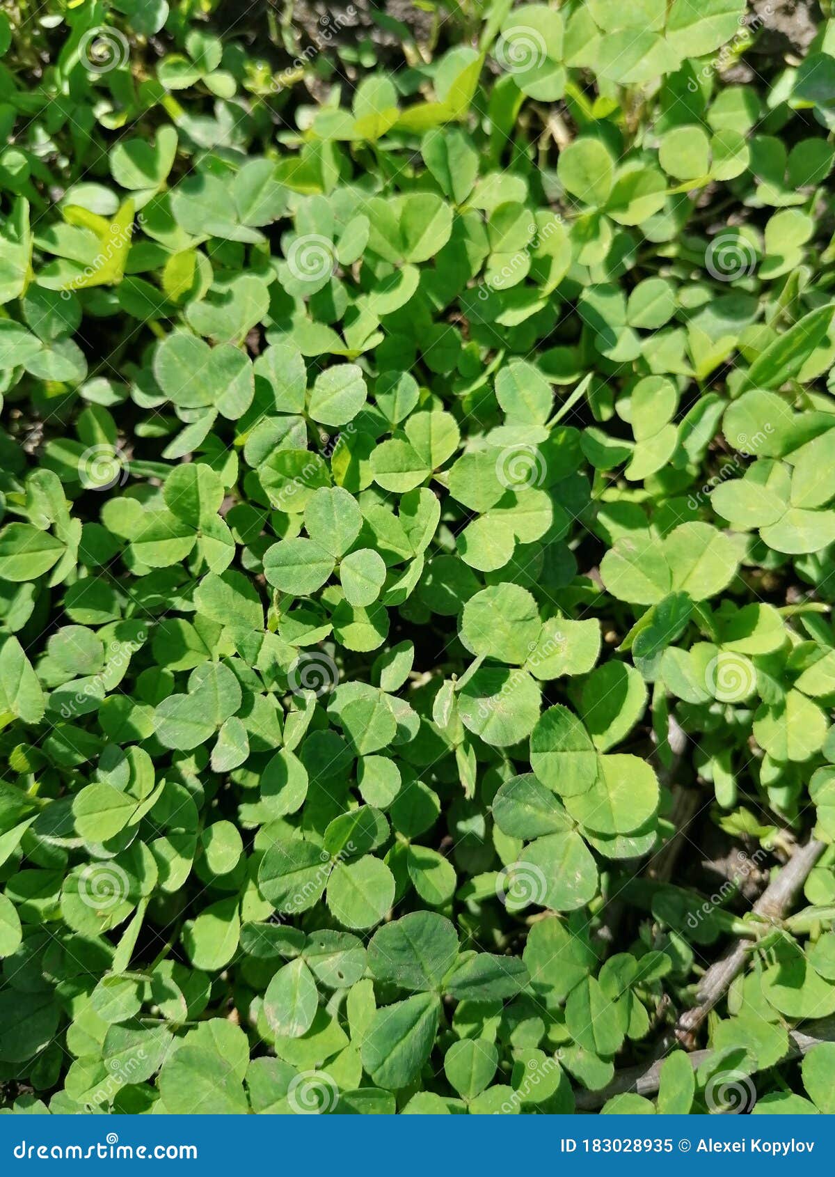 Goose Grass, Fore Foot Grass, Wire Grass, Yard Grass (Eleusine Indica ...