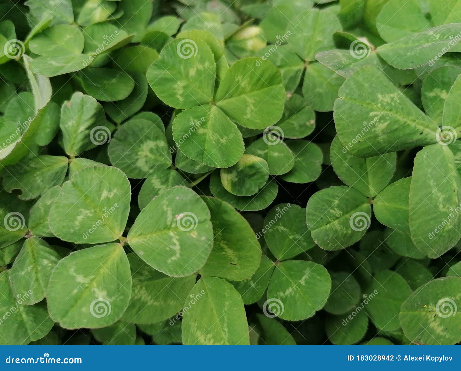 Goose Grass, Fore Foot Grass, Wire Grass, Yard Grass (Eleusine Indica ...