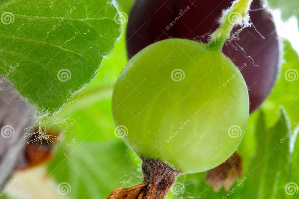 Green Gooseberry Currant Berry 01 Stock Photo - Image of outdoor ...