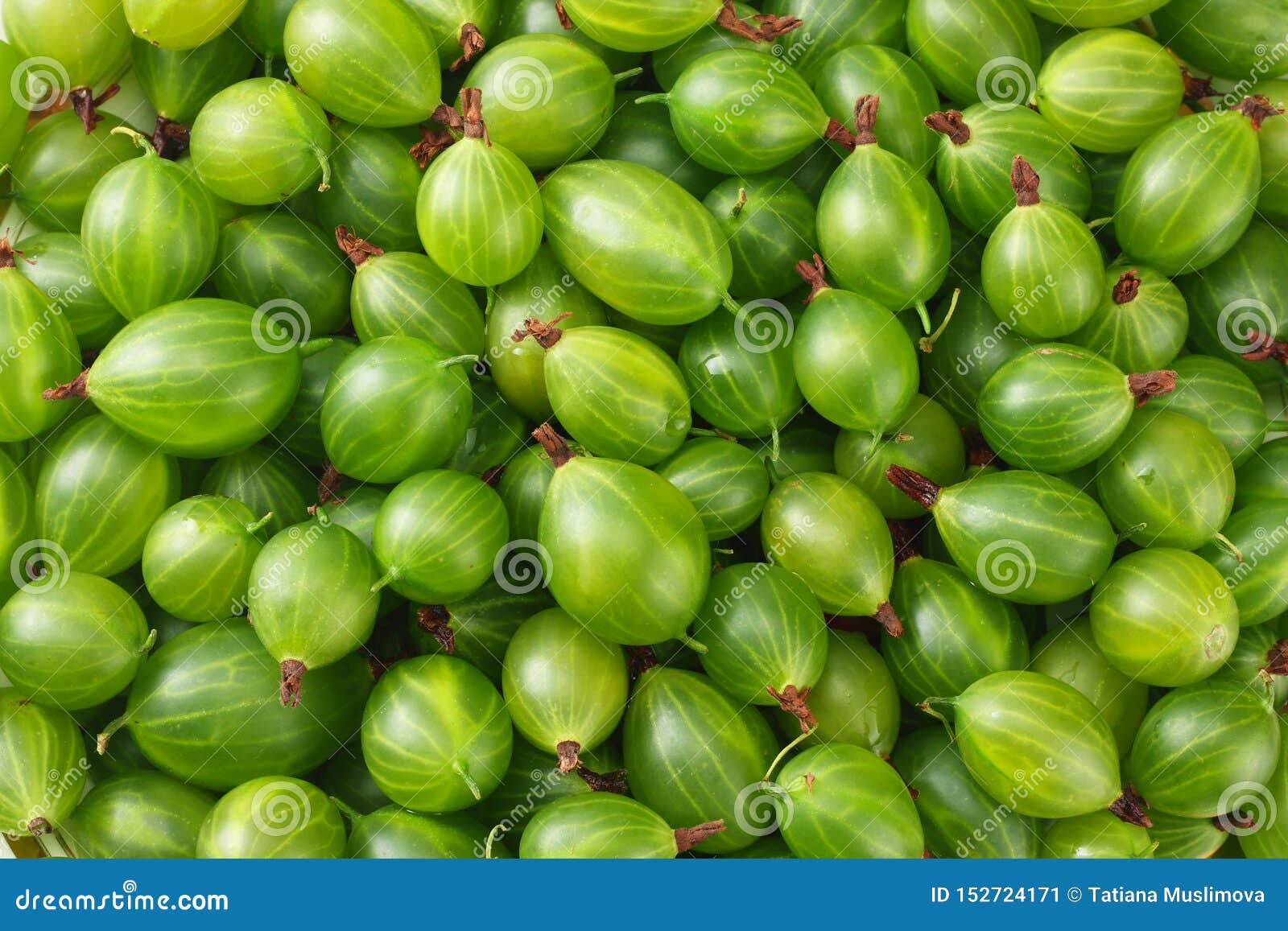 Green Gooseberry Background. Green Gooseberry Texture Stock Image ...