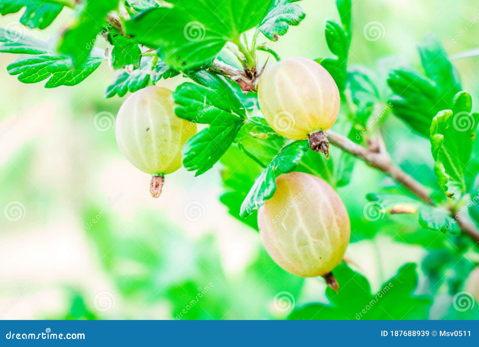 Green Gooseberry. Gooseberry On A Bush In The Garden Royalty-Free Stock ...