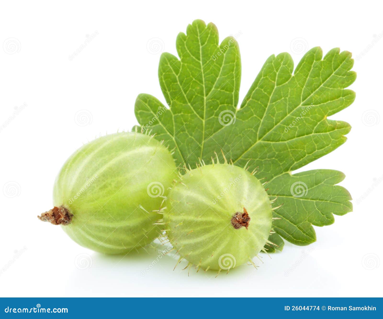 Green Gooseberry Fruit with Leaf on White Stock Photo - Image of ...