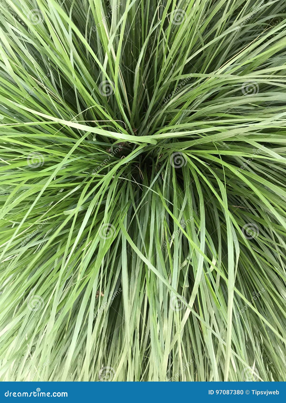 Green Graas close-up stock photo. Image of groen, plant - 97087380