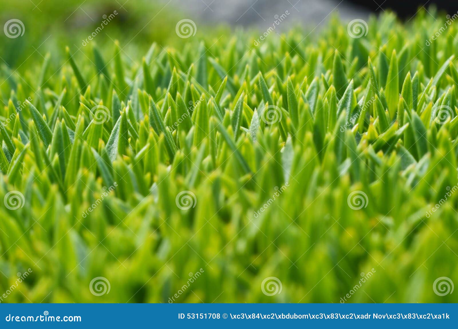 Green graas stock photo. Image of dept, easter, spring - 53151708