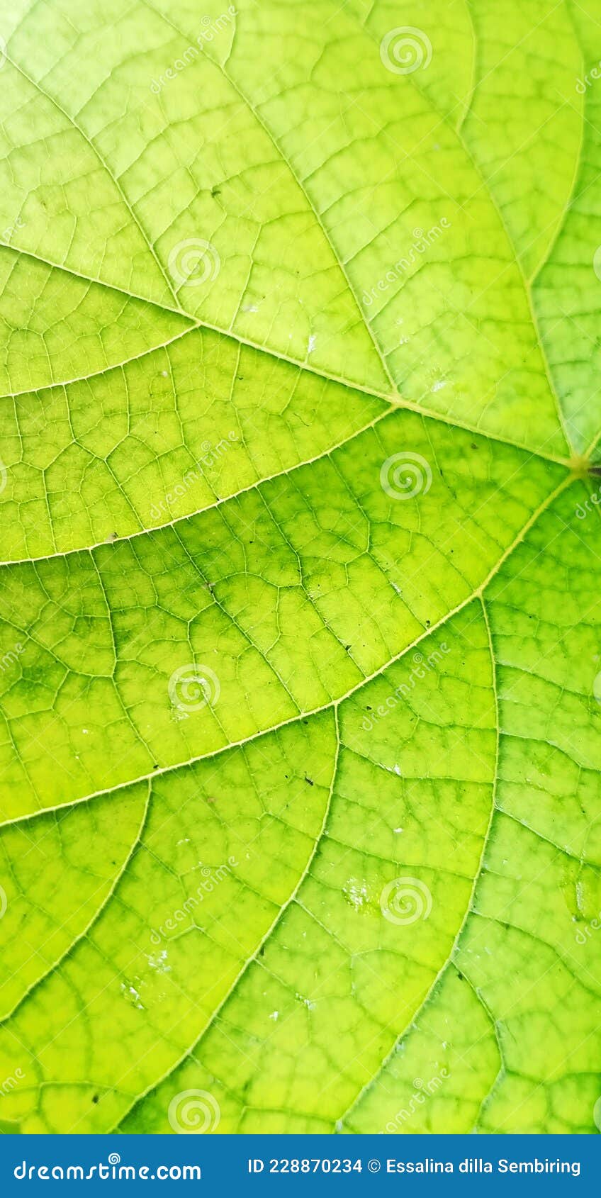 The Green Gradation of the Vine Leaves is Visible in Detail Stock Photo ...