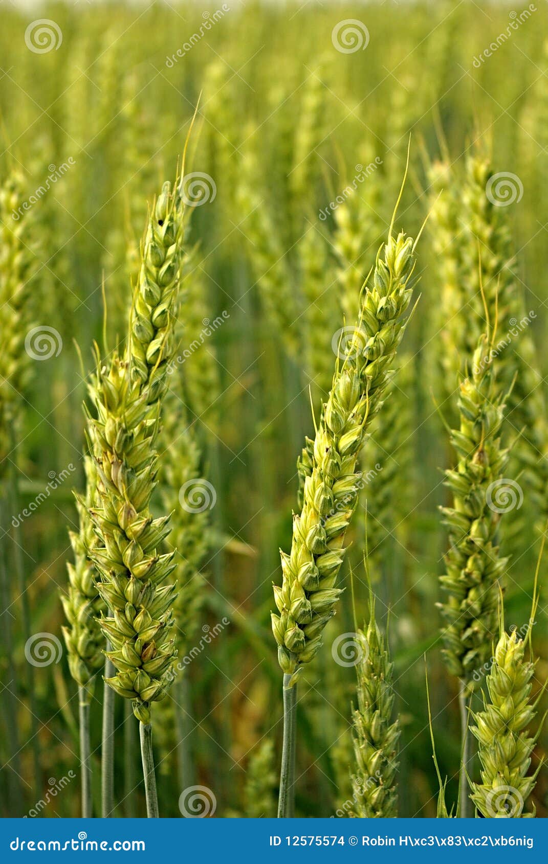 Green grain stock photo. Image of field, crop, seed, produce - 12575574