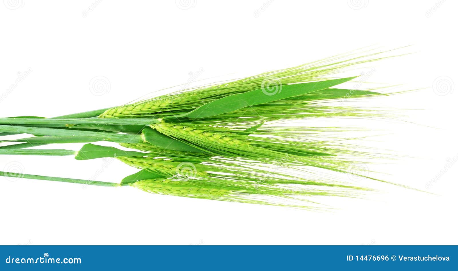 Green grain stock photo. Image of green, spike, closeup - 14476696