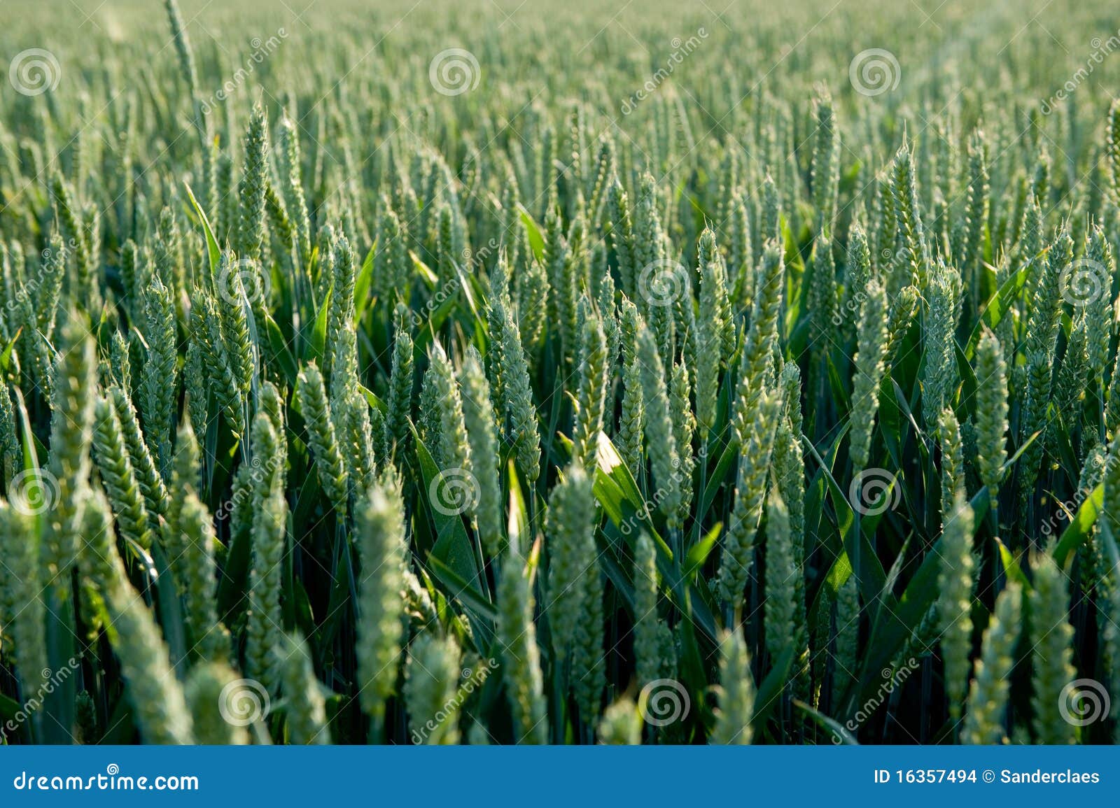 Green grain stock photo. Image of gold, growing, isolated - 16357494