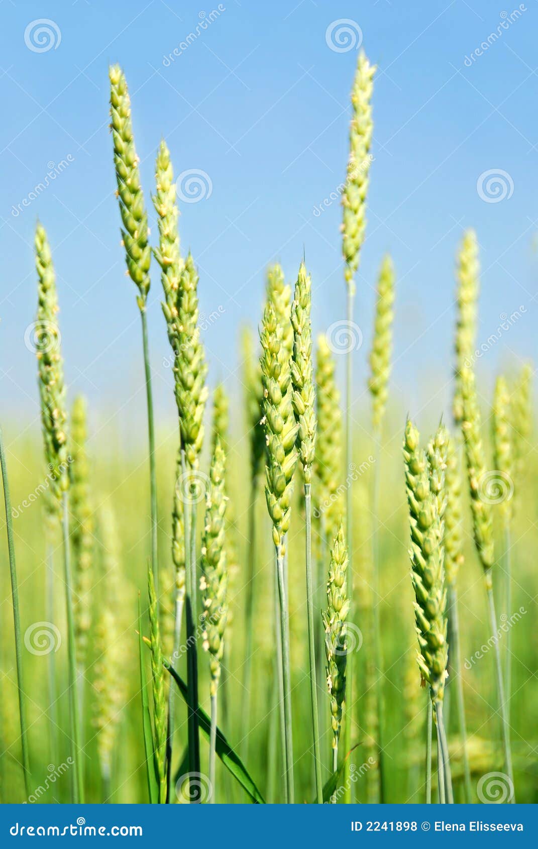 Green grain stock photo. Image of grass, field, cereal - 2241898