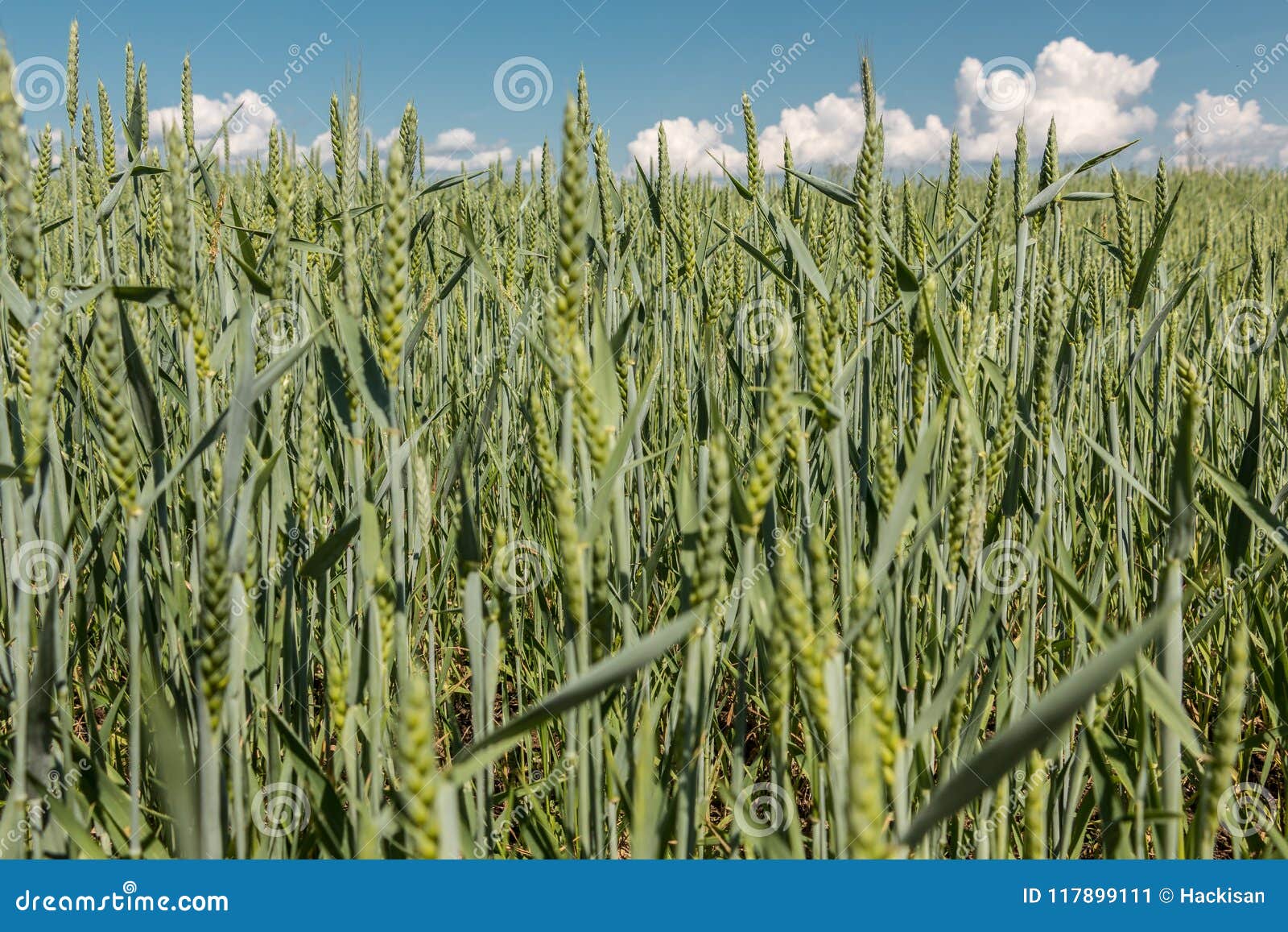 Green Grain on a Big German Grain Field Stock Image - Image of climate ...