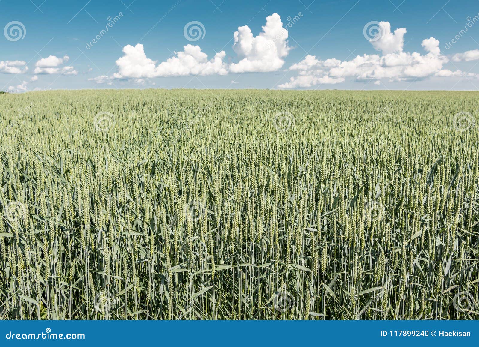 Green Grain on a Big German Grain Field Stock Photo - Image of ...