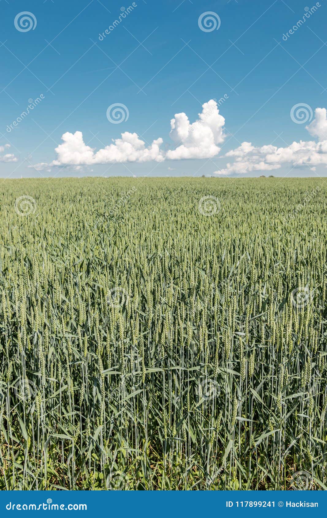 Green Grain on a Big German Grain Field Stock Image - Image of grain ...