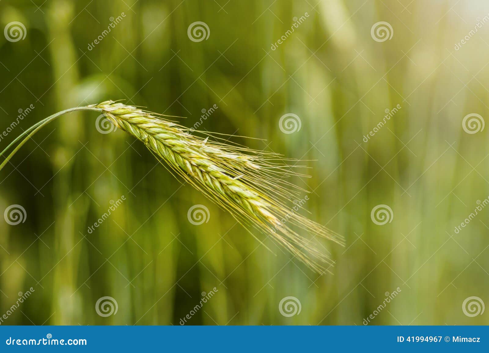 Green grain stock image. Image of nature, backgrounds - 41994967