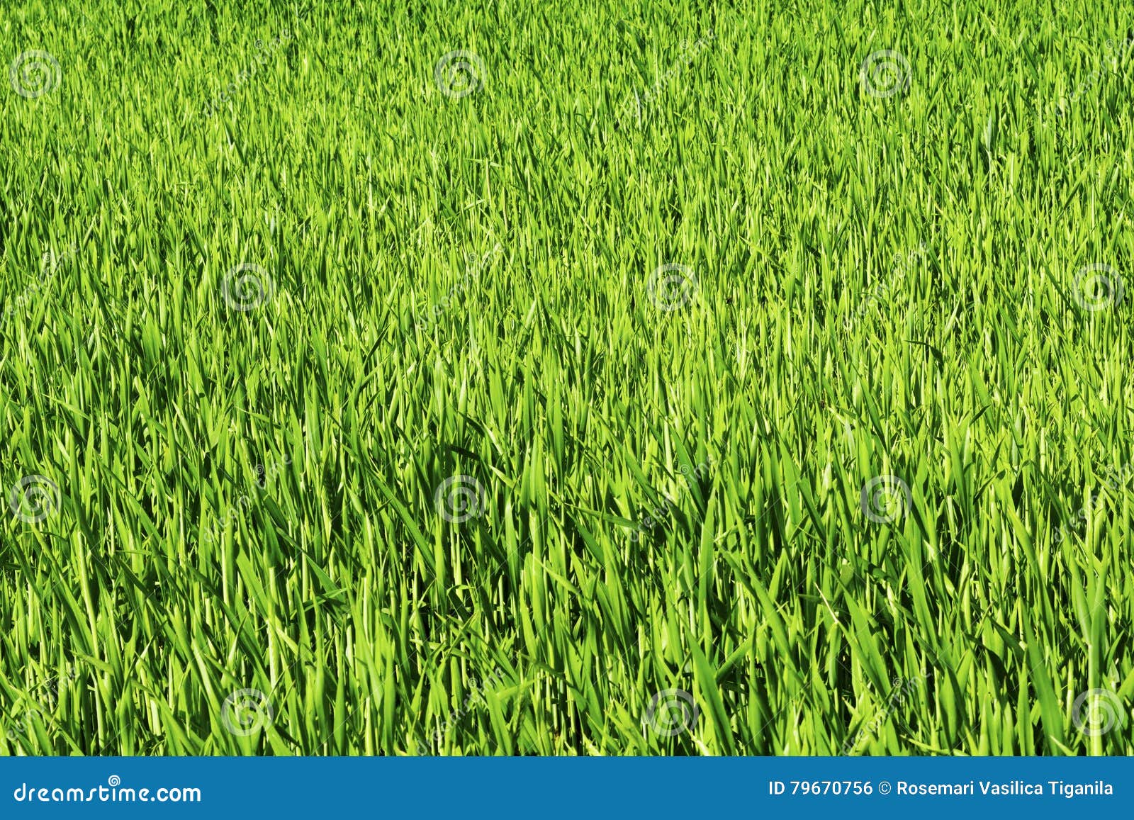 Green grain field stock photo. Image of background, summer - 79670756