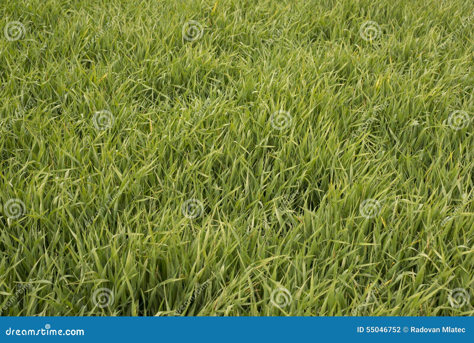 Green grain stock photo. Image of plants, country, grain - 55046752