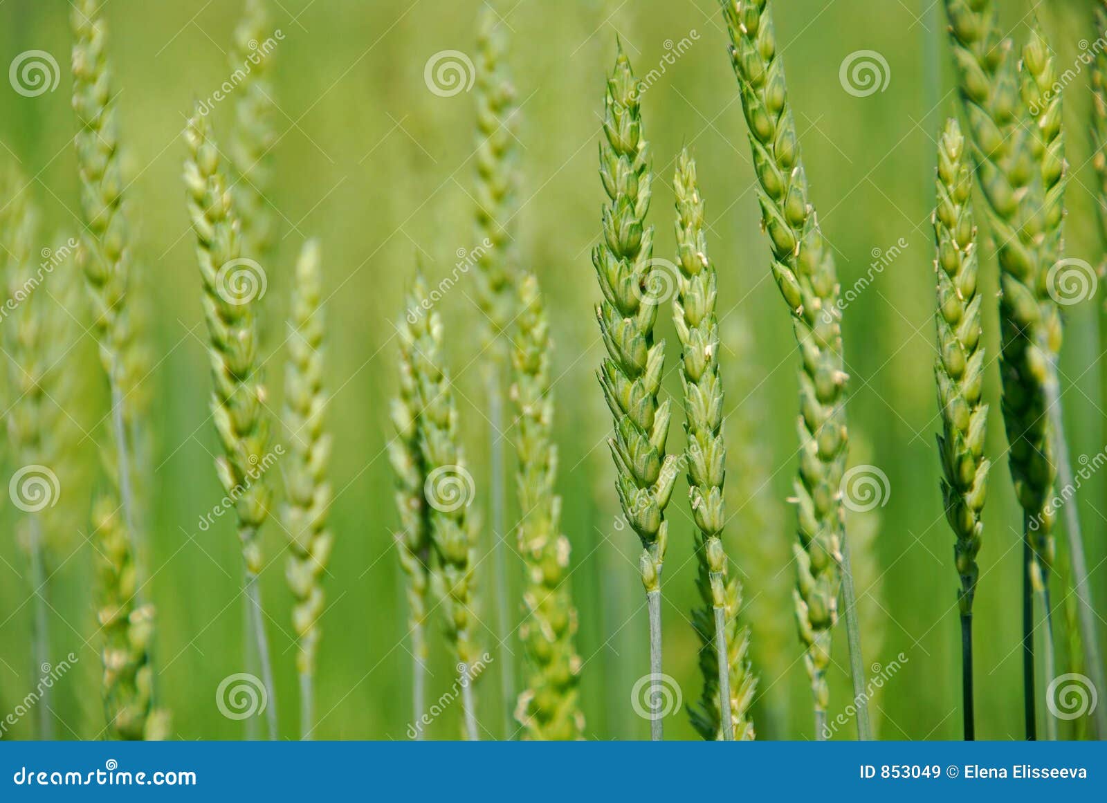 Green grain growing stock image. Image of harvest, farming - 853049