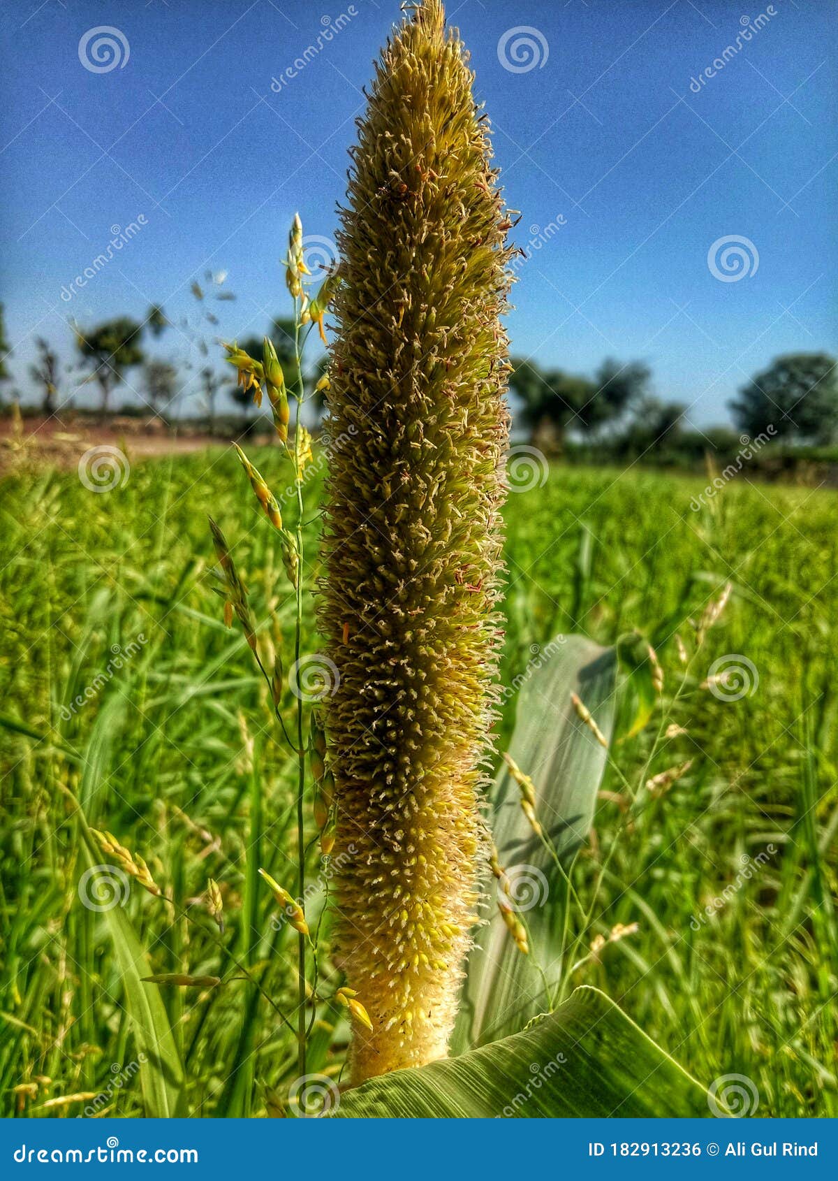 Green Grain Leaf Photography Stock Photo - Image of green, grain: 182913236