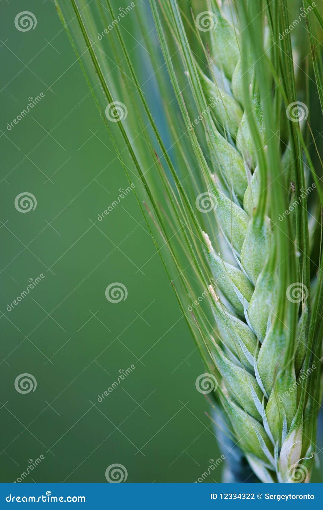 Green Grain Macro on Background. Stock Photo - Image of grow, country ...