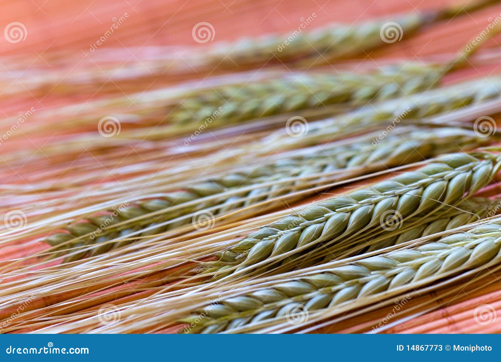 Green Grain Ready for Harvest Growing in a Farm Fi Stock Image - Image ...