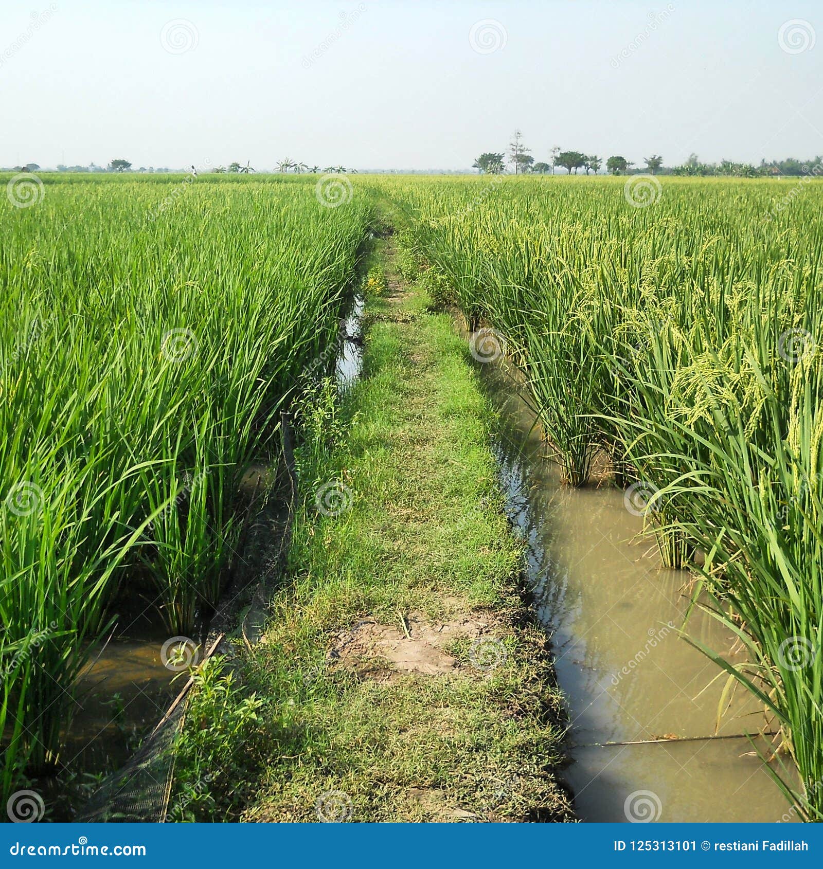 Green stock image. Image of grain, countryside, rice - 125313101