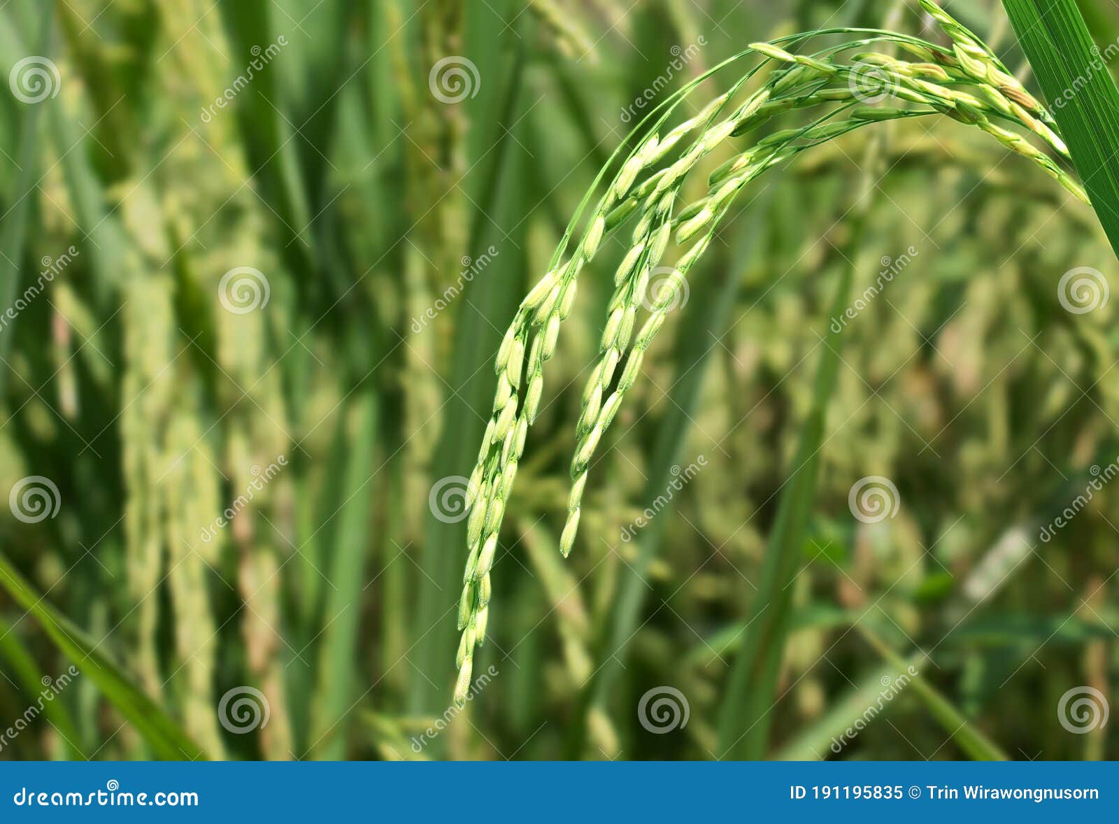 Green Grains in Beautiful Fields, Close Up Stock Image - Image of ...