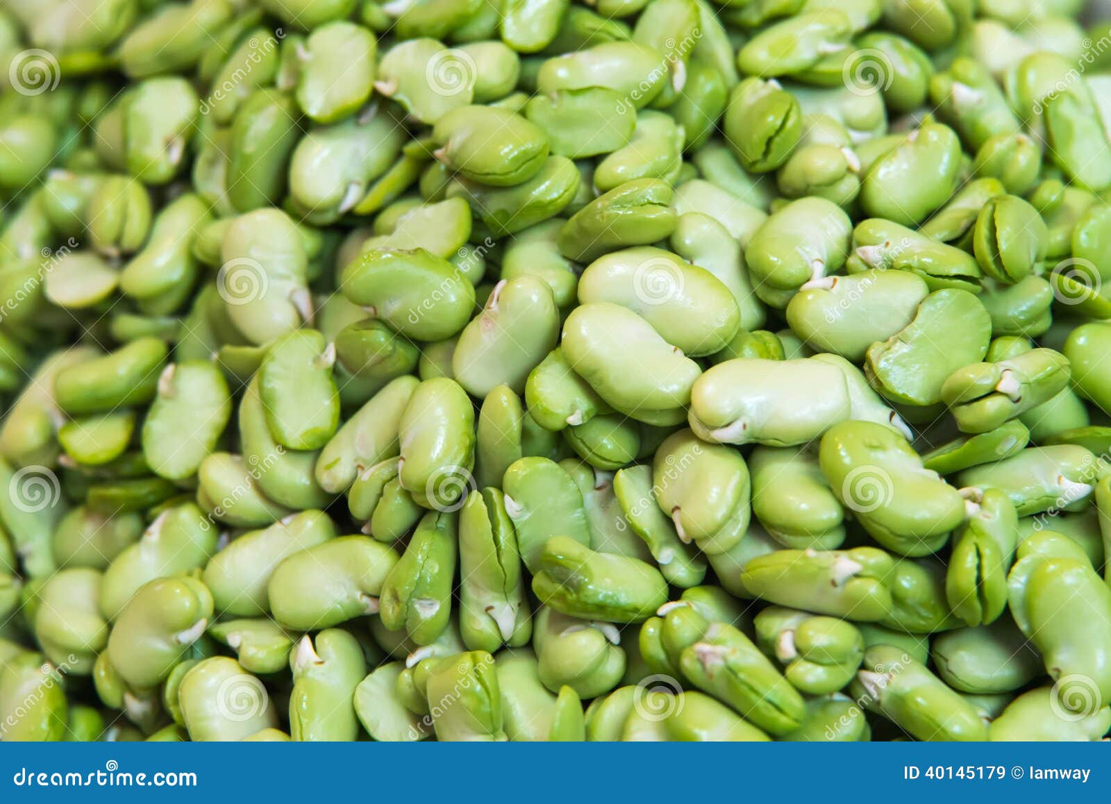 Green gram stock image. Image of green, gram, mung, leguminosae - 40145179