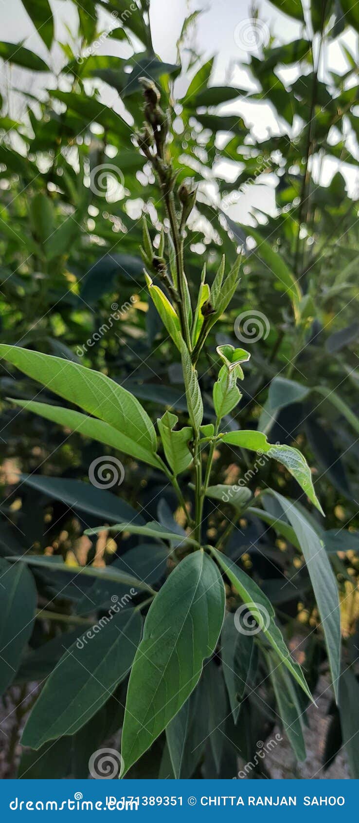 Green Gram Tree Close Up Incredible Stock Image - Image of tree, close ...