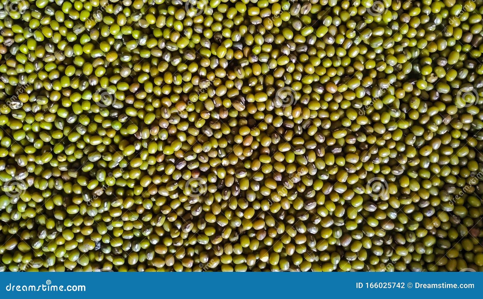 Green Grams is One of India Crops Stock Photo - Image of india, crops ...