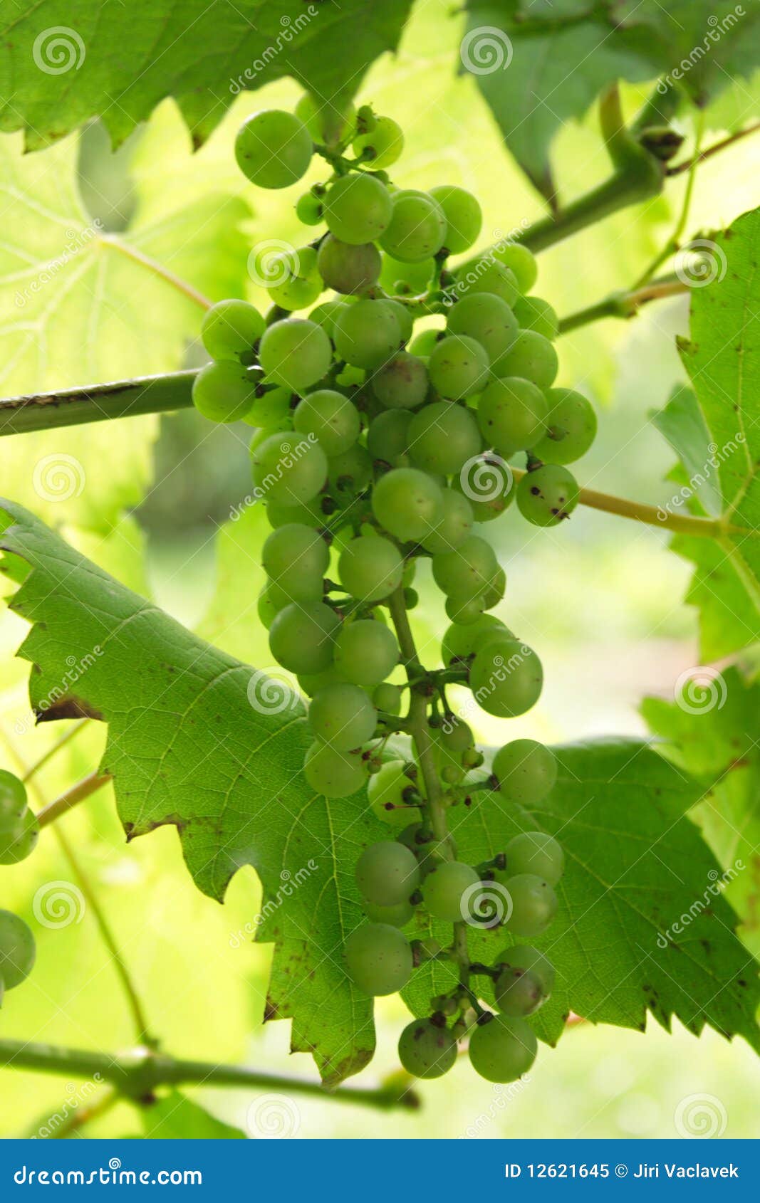 Green grape stock image. Image of fresh, wine, merlot - 12621645