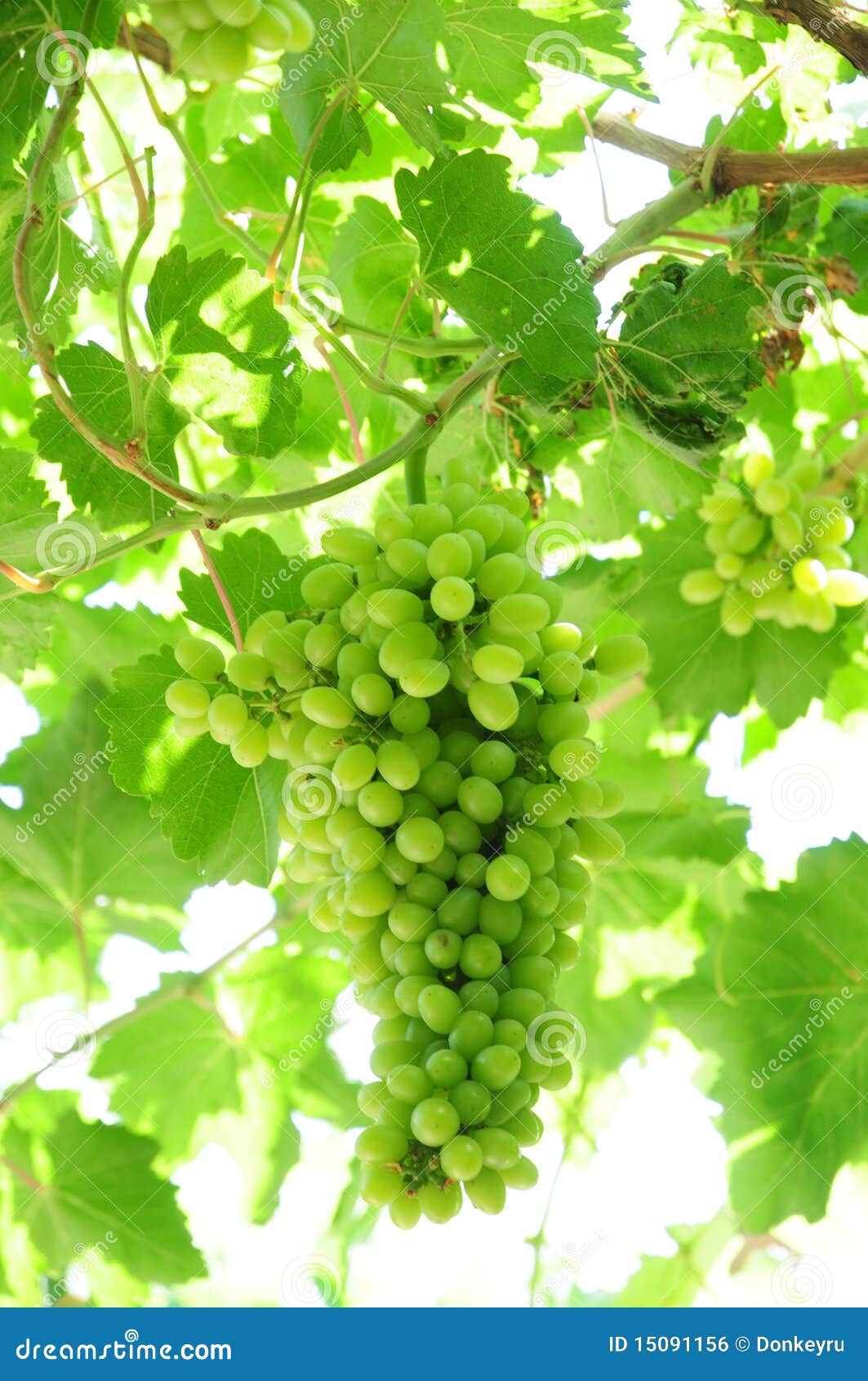 Green Grape Leaves, Texture, Background From Plants Stock Photo ...