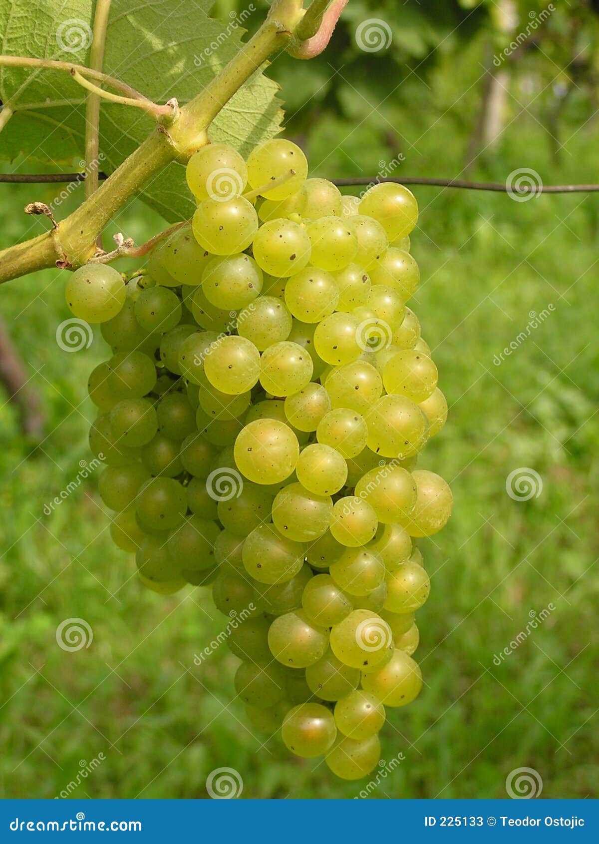Green grape stock image. Image of growers, green, bunches - 225133
