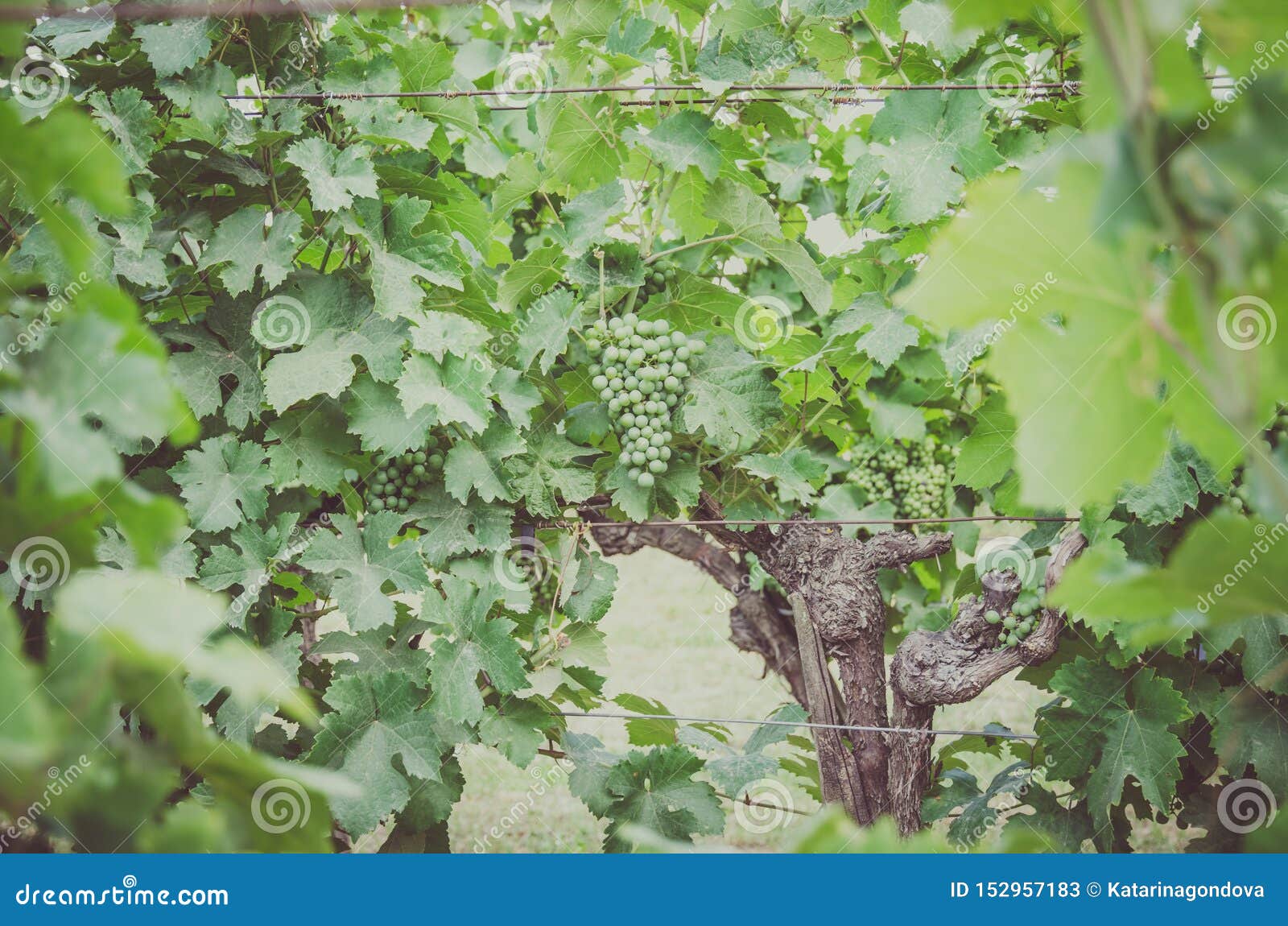Green grape berry stock image. Image of harvest, leaf - 152957183