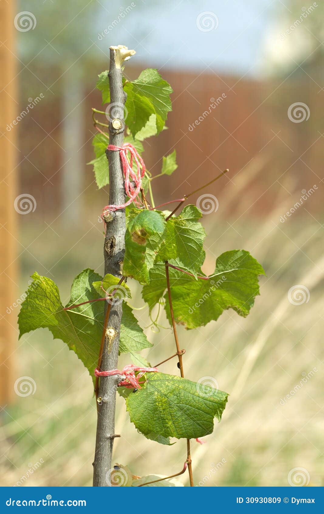 Green Grape Branch Grows in Garden Closeup Stock Image - Image of ...