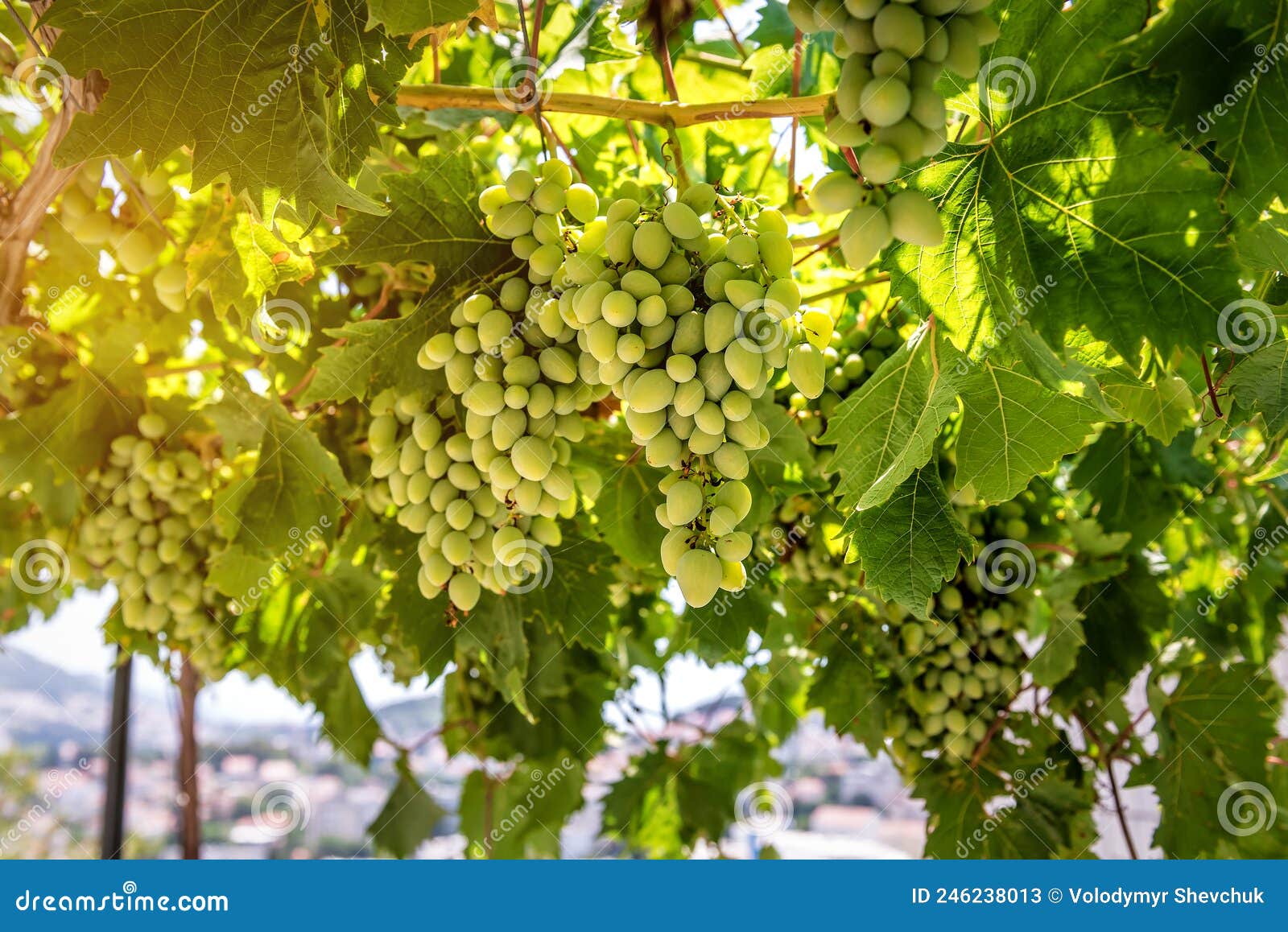 Green Grape Bunch on the Twig Stock Image - Image of leaf, healthy ...