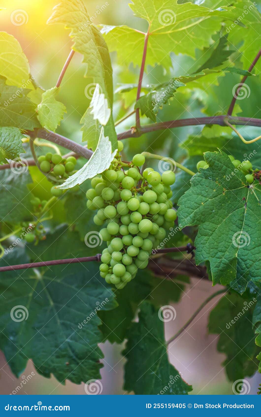 Green grape bunches stock image. Image of grow, foliage - 255159405