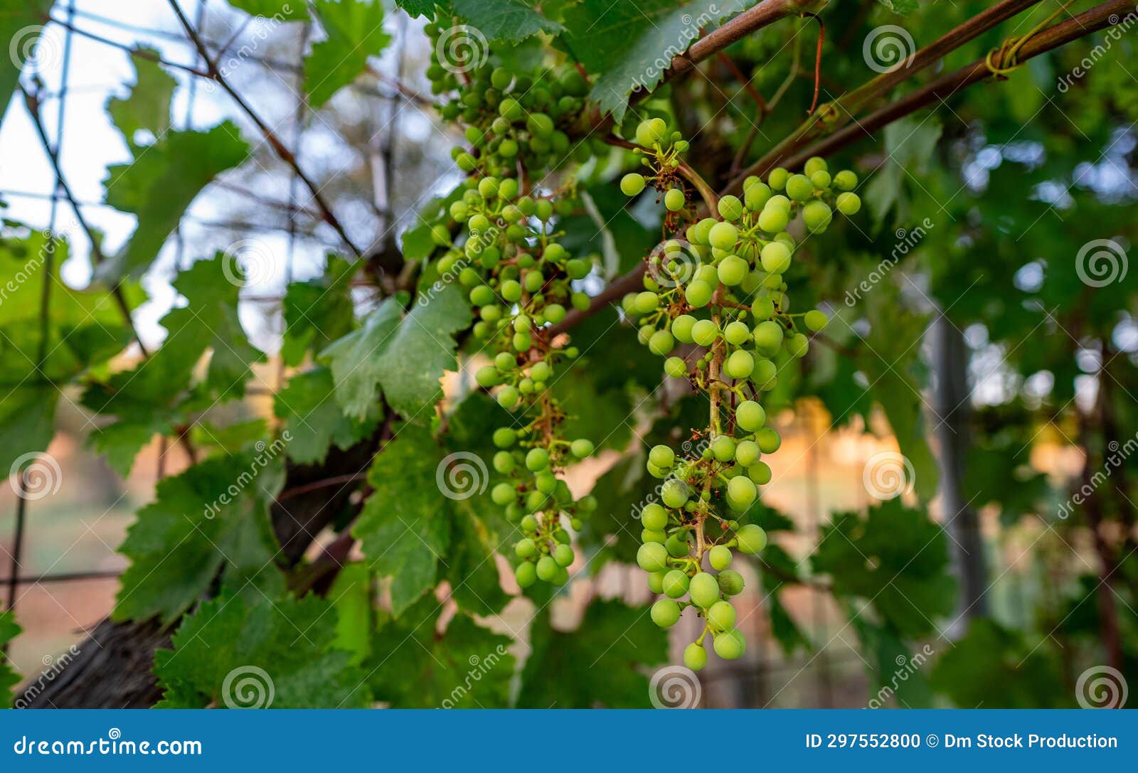 Green grape bunches stock photo. Image of farm, autumn - 297552800
