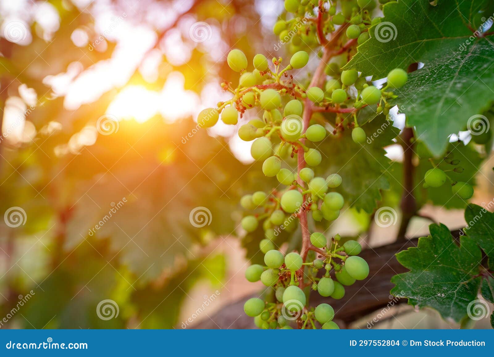Green grape bunches stock photo. Image of organic, plantation - 297552804