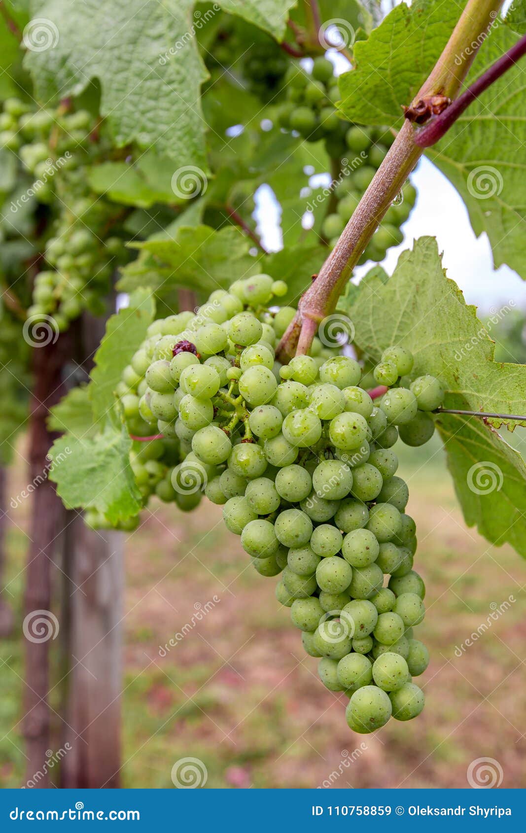 A Bunch of Green Grapes on a Bush Stock Image - Image of agriculture ...