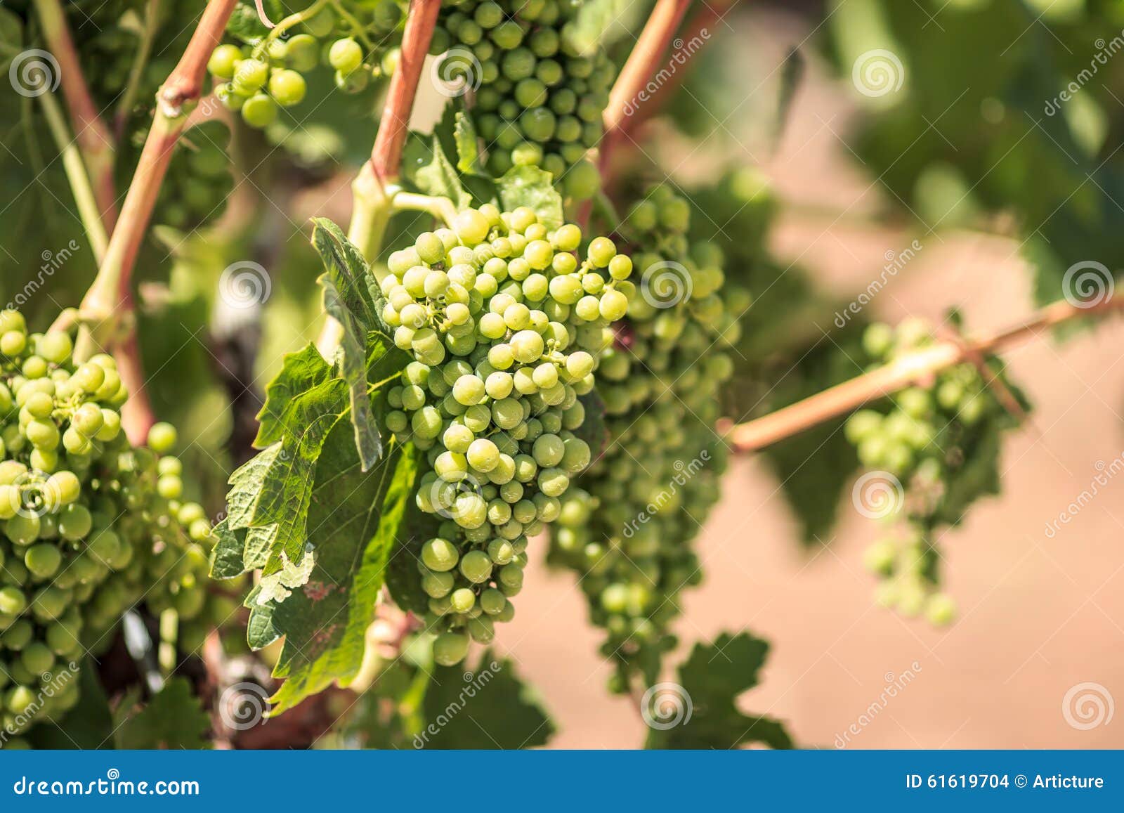 Green grape cluster stock photo. Image of vintner, farming - 61619704