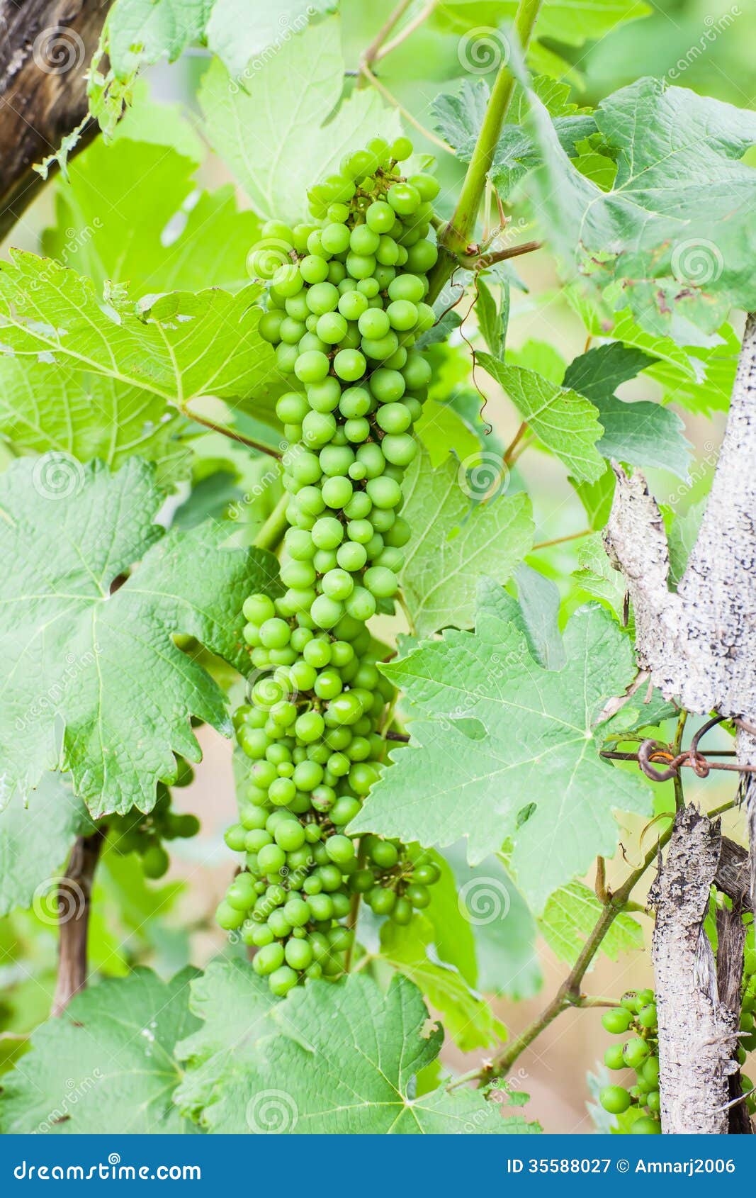 Green grape stock image. Image of food, garden, bright - 35588027