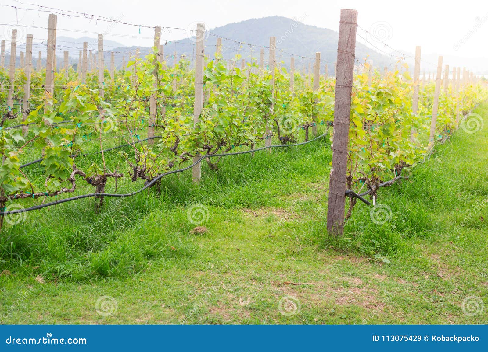 Grape field stock image. Image of making, healthy, france - 113075429